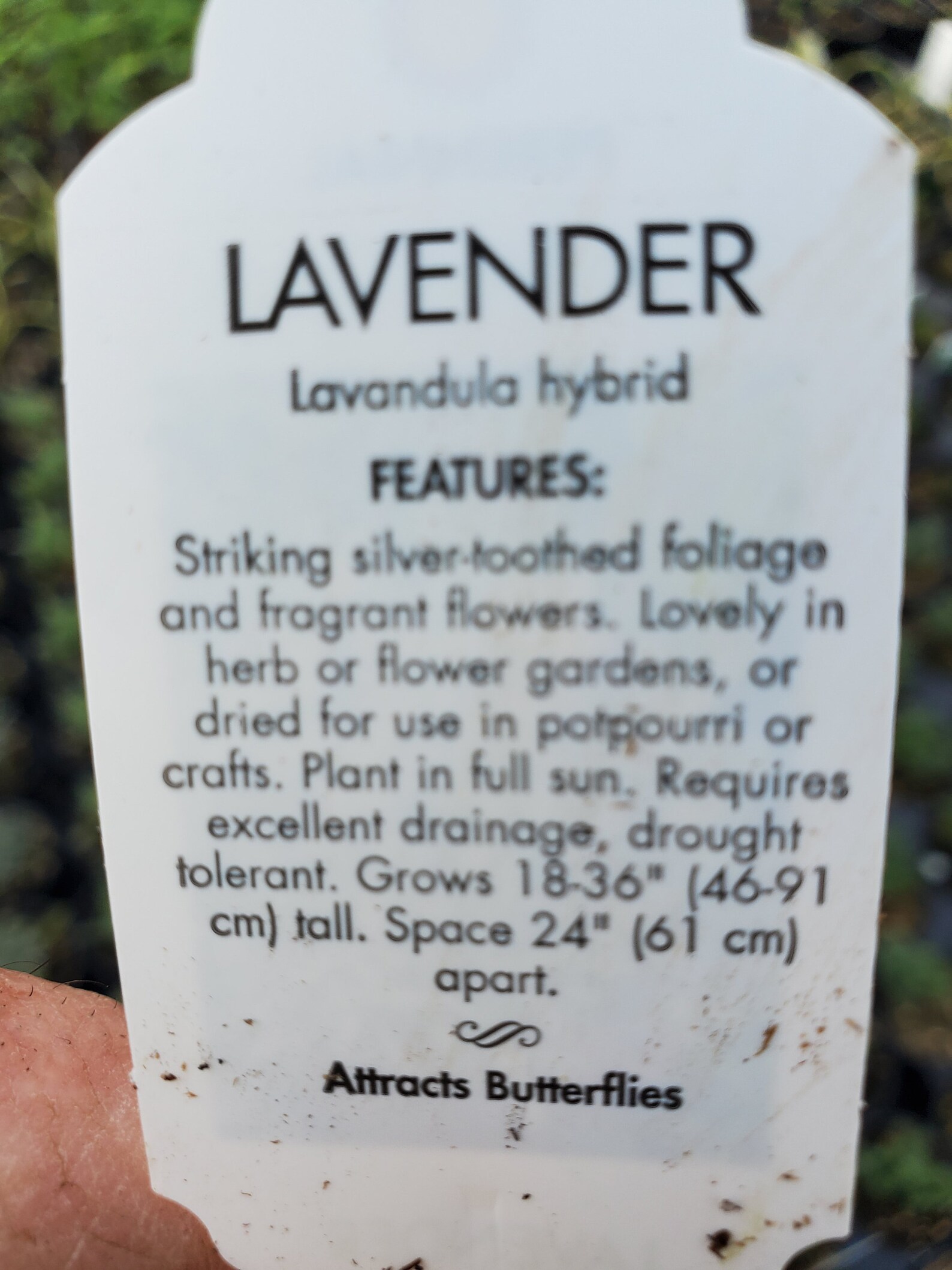 Lavender Goodwin Creek Gray Lavandula Plant in 3 - Etsy