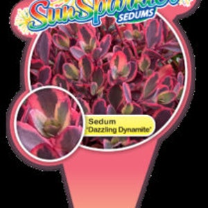 Sedum SUNSPARKLER " DAZZLING DYNAMITE " Stonecrop Succulent Plant Liner ...