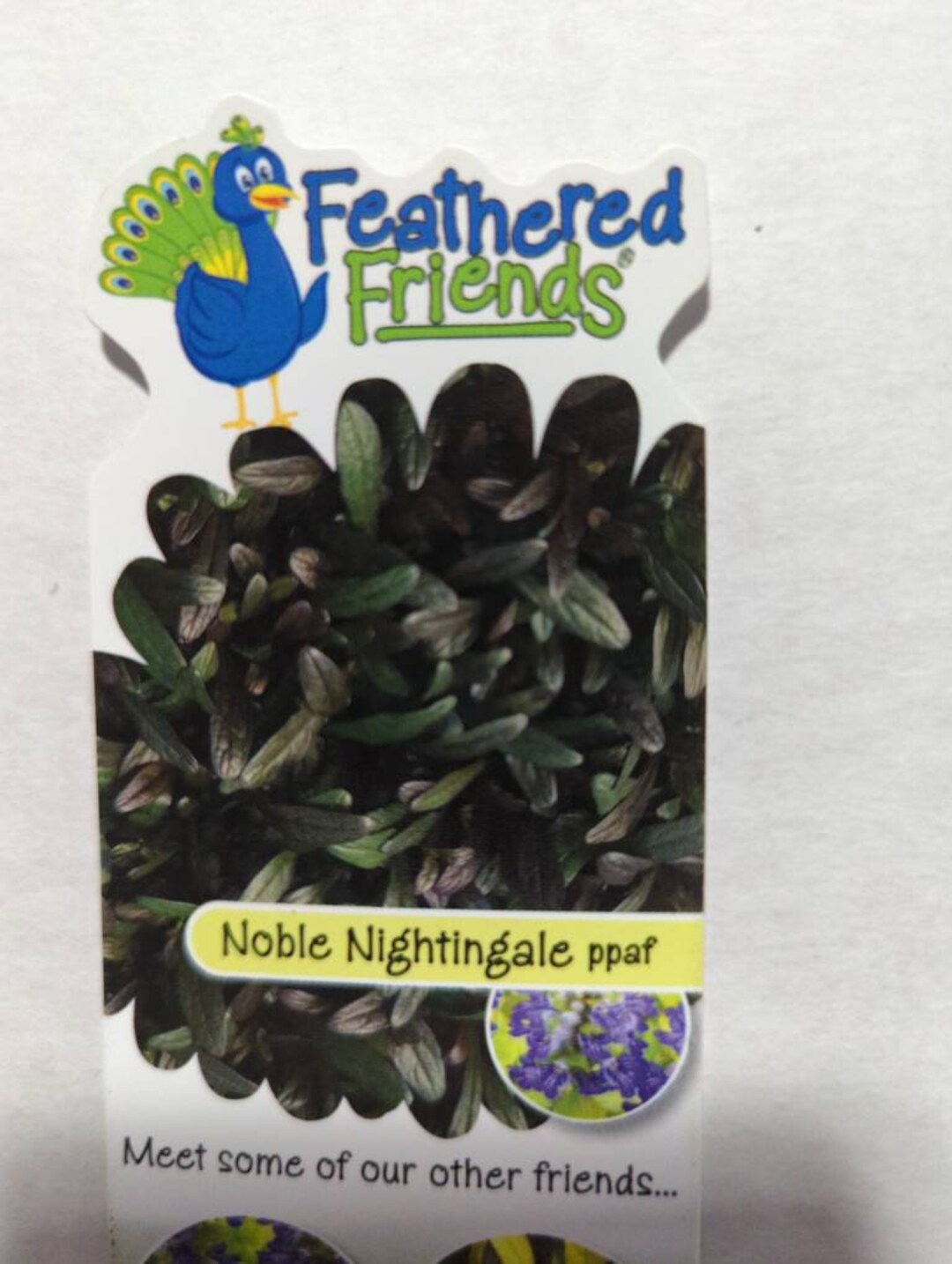 Ajuga Feathered Friends noble Nightingale Plant in 3 1/2 Pot Perennial ...
