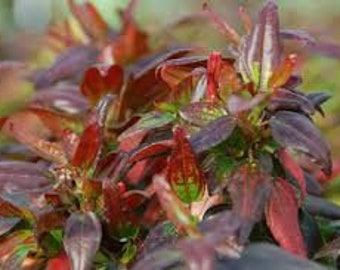ThePlantFinder - Etsy
