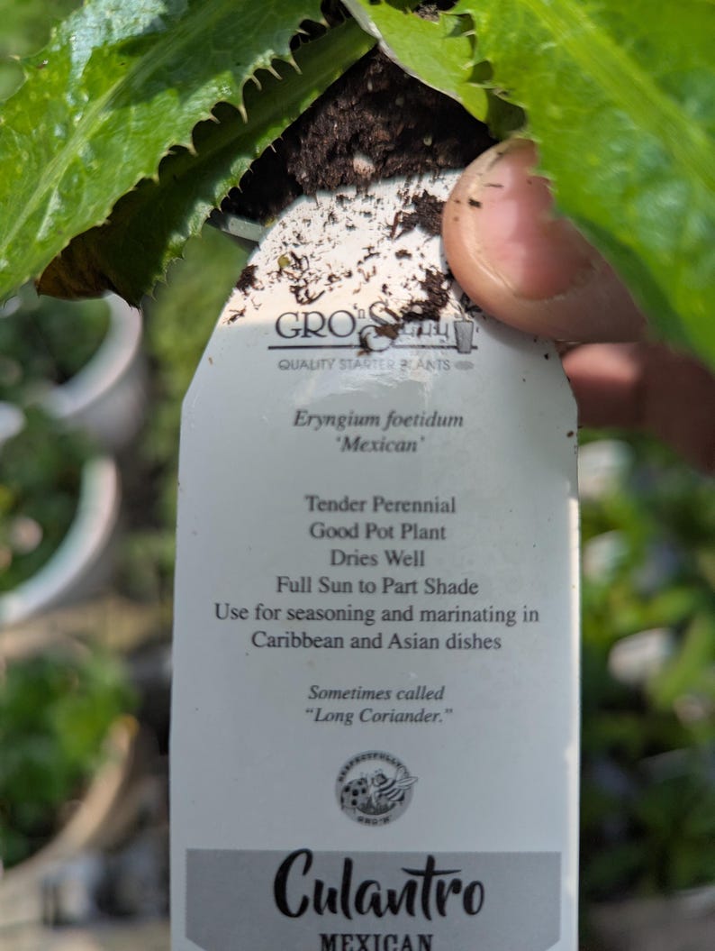 MEXICAN CILANTRO " Fitweed, Culantro, Cilantro Ancho, Mexican Coriander ...