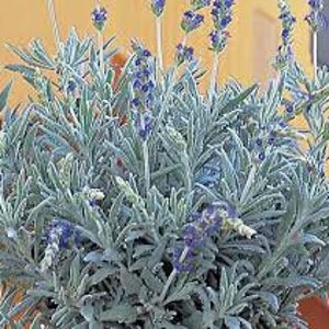 Lavender " Goodwin Creek Gray " Lavandula Plant in 4" Pot - Etsy