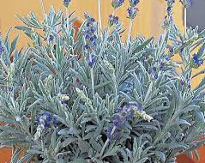 Lavender " Goodwin Creek Gray " Lavandula Plant in 4" Pot - Etsy