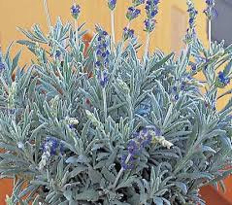 Lavender Goodwin Creek Gray Lavandula Plant in 3 - Etsy