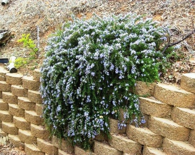 Rosemary Prostratus " Trailing Rosemary " Fragrant Perennial Herb in 3 ...