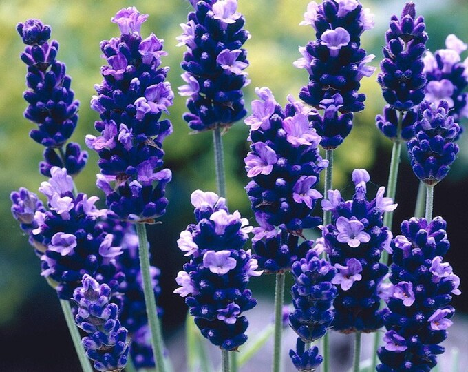 English Lavender " Super Blue " Lavandula Plant in 3 1/2" Pot - Etsy