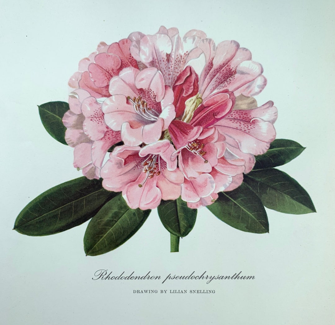 Vintage Scarce Rhododendron Print by Lilian Snelling - Etsy