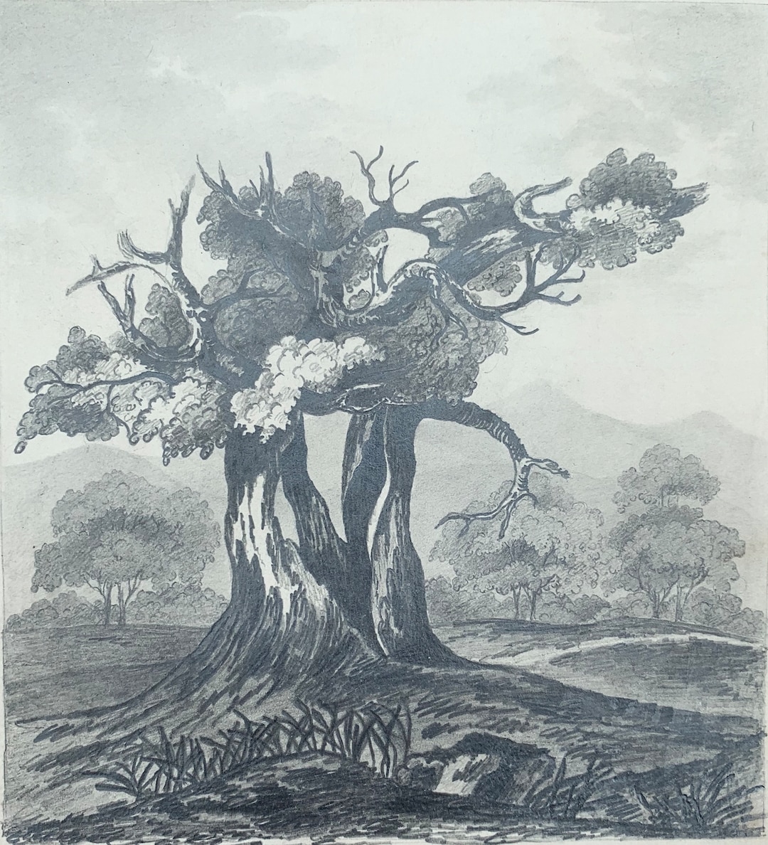 Wonderful Old Mystical Tree Pencil Drawing / Illustration - Etsy
