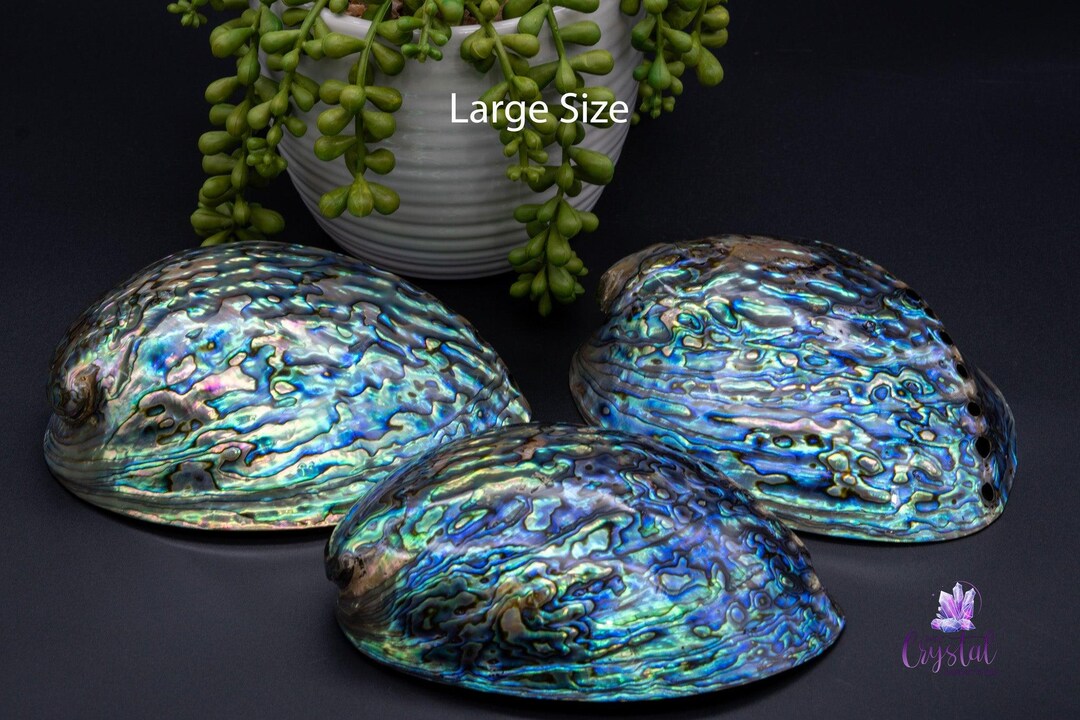 Paua / Abalone Shell From New Zealand - Large Size - Etsy