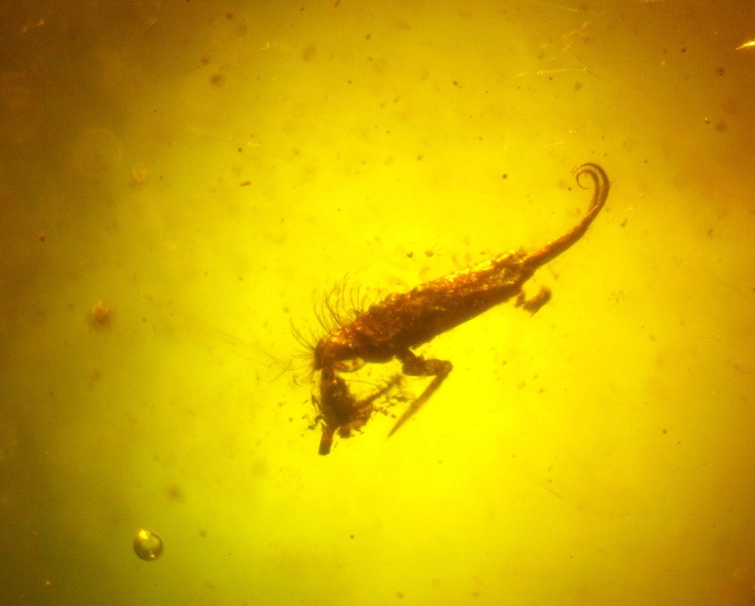 35mm Big Natural Dominican Bernstein Amber Polished Stone With Fossil ...