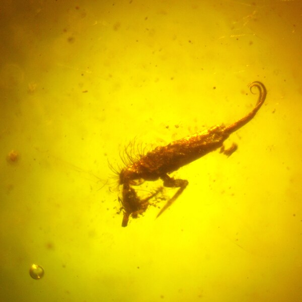 Amber Stone With Insect - Etsy