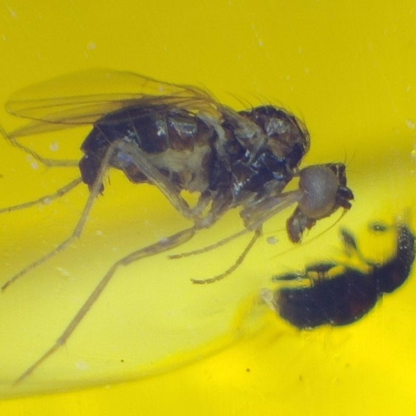 Amber With Insect - Etsy