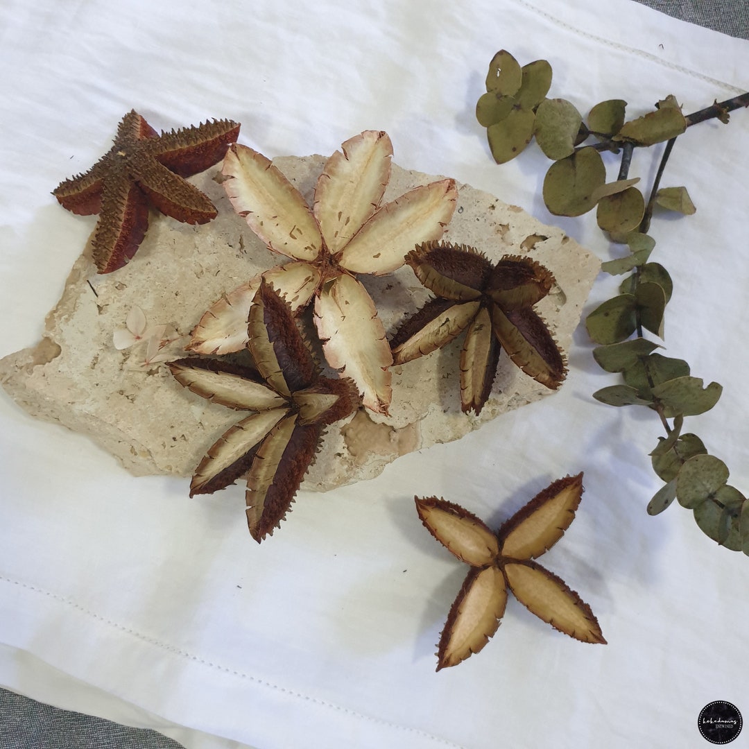 Crows Ash Seed Pods 3 Sizes - Etsy Australia