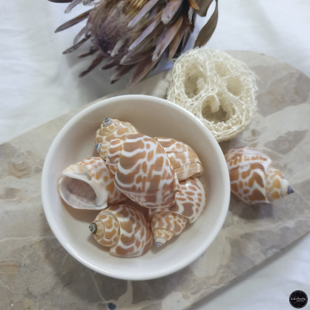 Zeyland Babylonia Shells - Etsy Australia