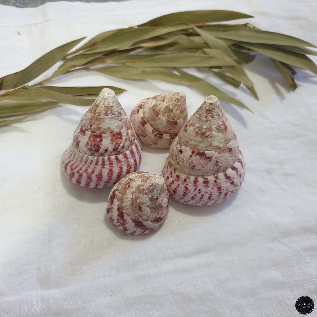 Natural Red Trocha Shells - Etsy Australia