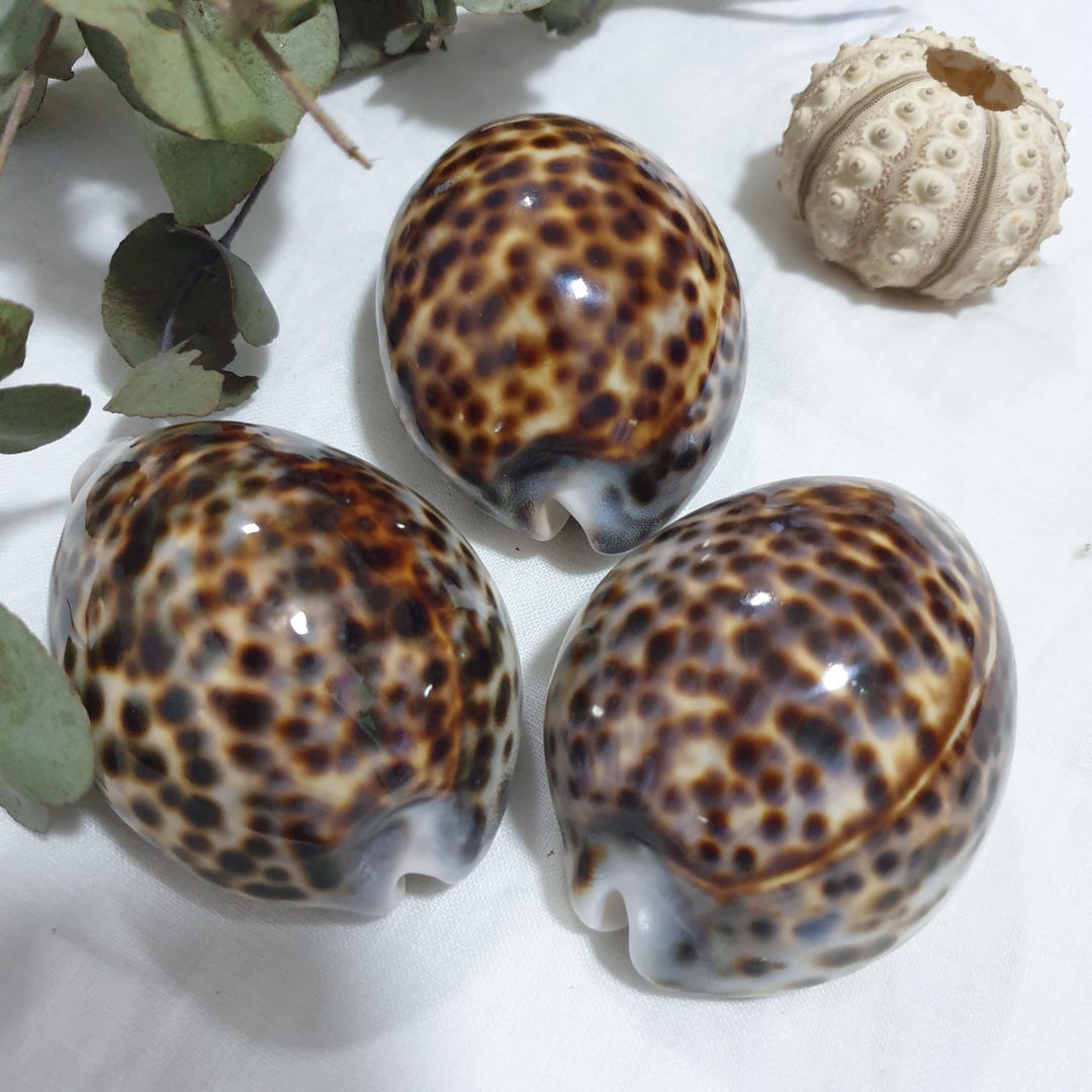 Natural Cyprea Tigris Sea Shells 2 Sizes - Etsy