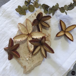 Crows Ash Seed Pods 3 Sizes - Etsy Australia