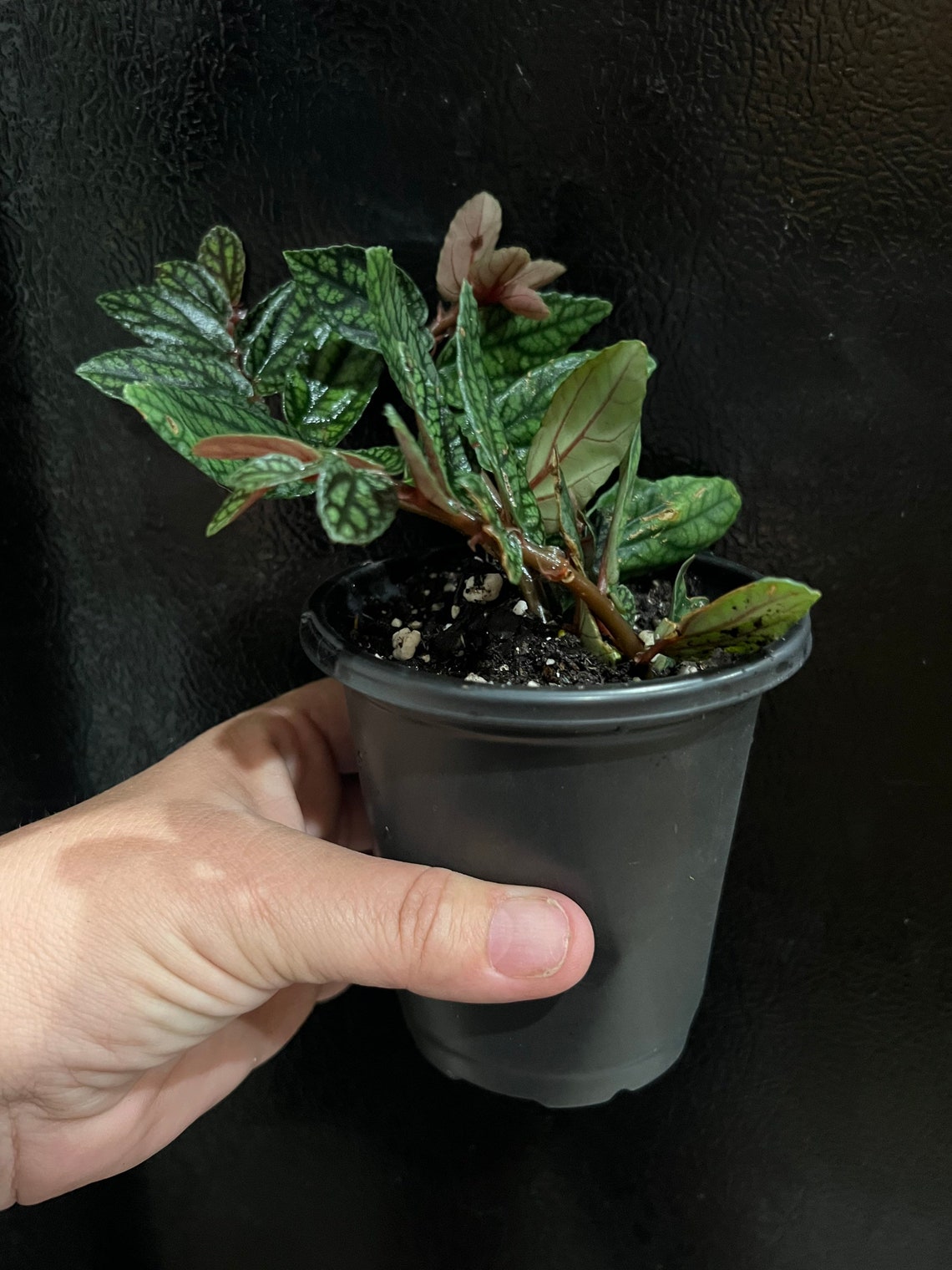 Polynesian Ivy Watermelon Begonia Pellionia Pulchra - Etsy