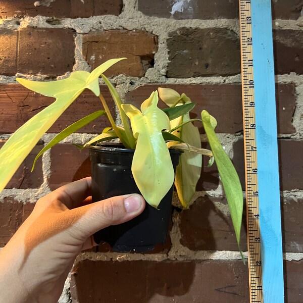 Florida Ghost Philodendron - Etsy