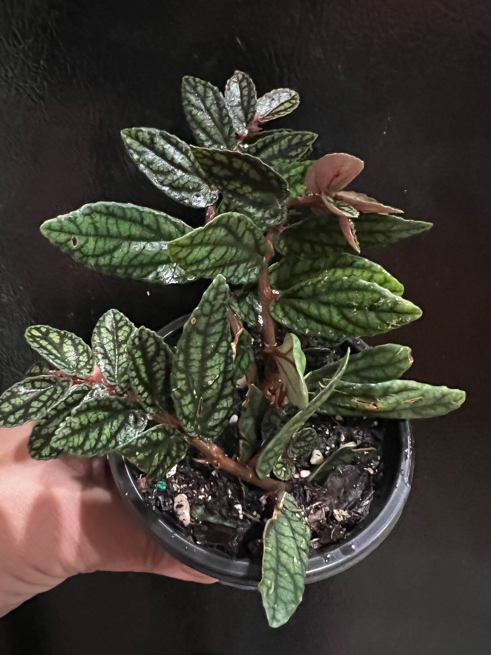 Polynesian Ivy Watermelon Begonia Pellionia Pulchra - Etsy