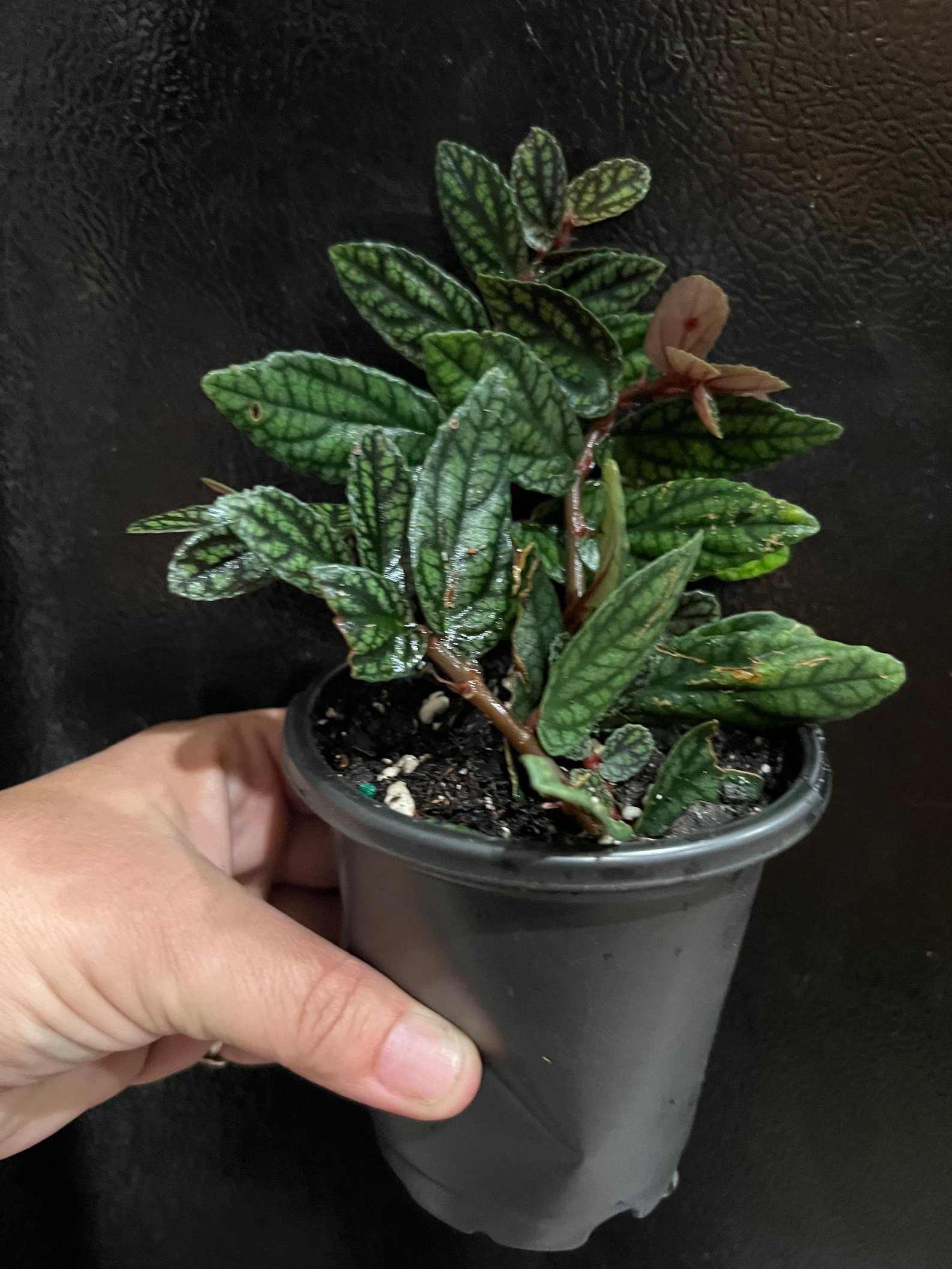 Polynesian Ivy Watermelon Begonia Pellionia Pulchra - Etsy