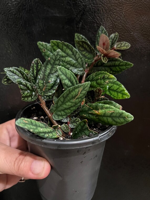 Polynesian Ivy Watermelon Begonia Pellionia Pulchra - Etsy