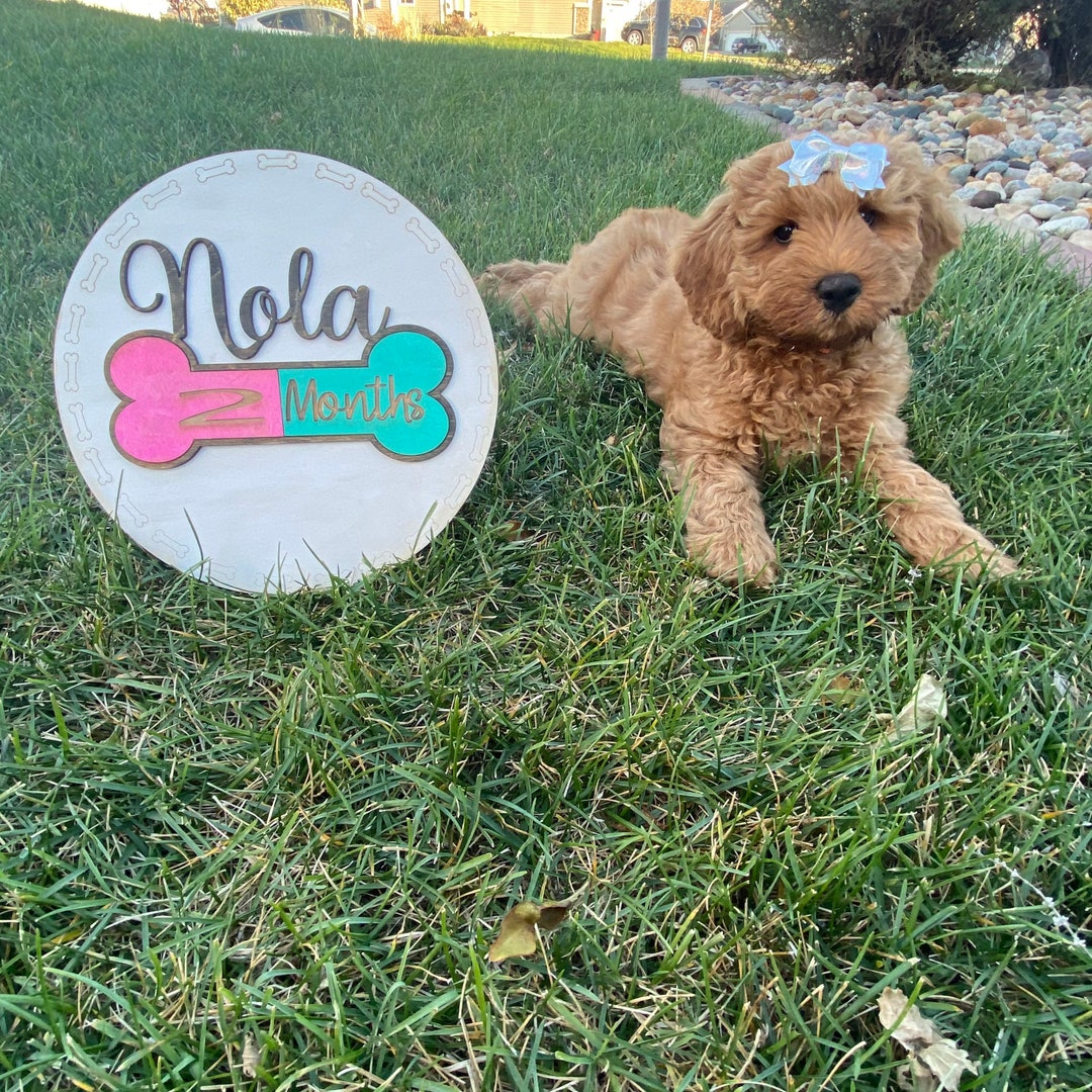 Dog Milestone Sign Laser Cut File, Laser Cut Dog Sign, Dog Name Sign ...