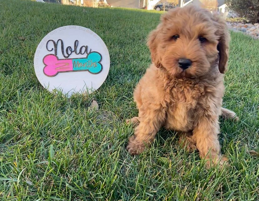 Dog Milestone Sign Laser Cut File, Laser Cut Dog Sign, Dog Name Sign ...
