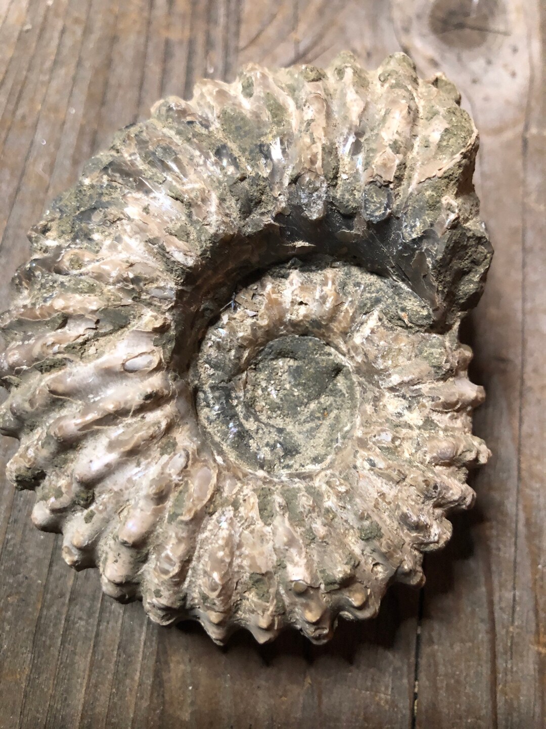Large Douvilleiceras Ammonite Fossils, Rare Ram Horn, Goat Horn ...