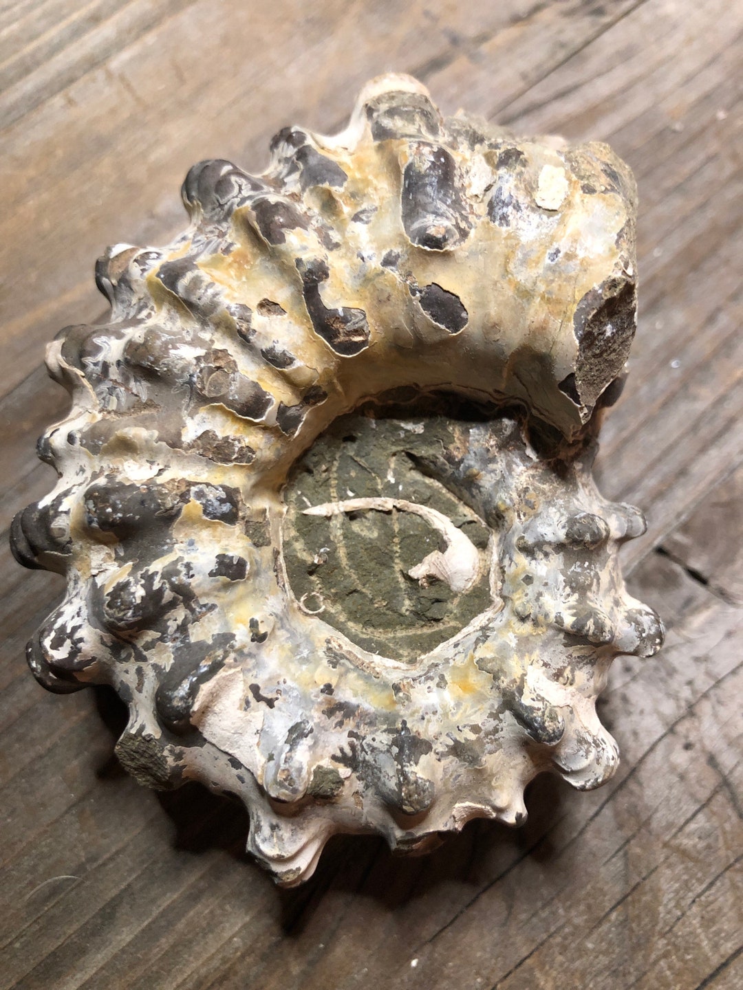Large Douvilleiceras Ammonite Fossils, Rare Ram Horn, Goat Horn ...