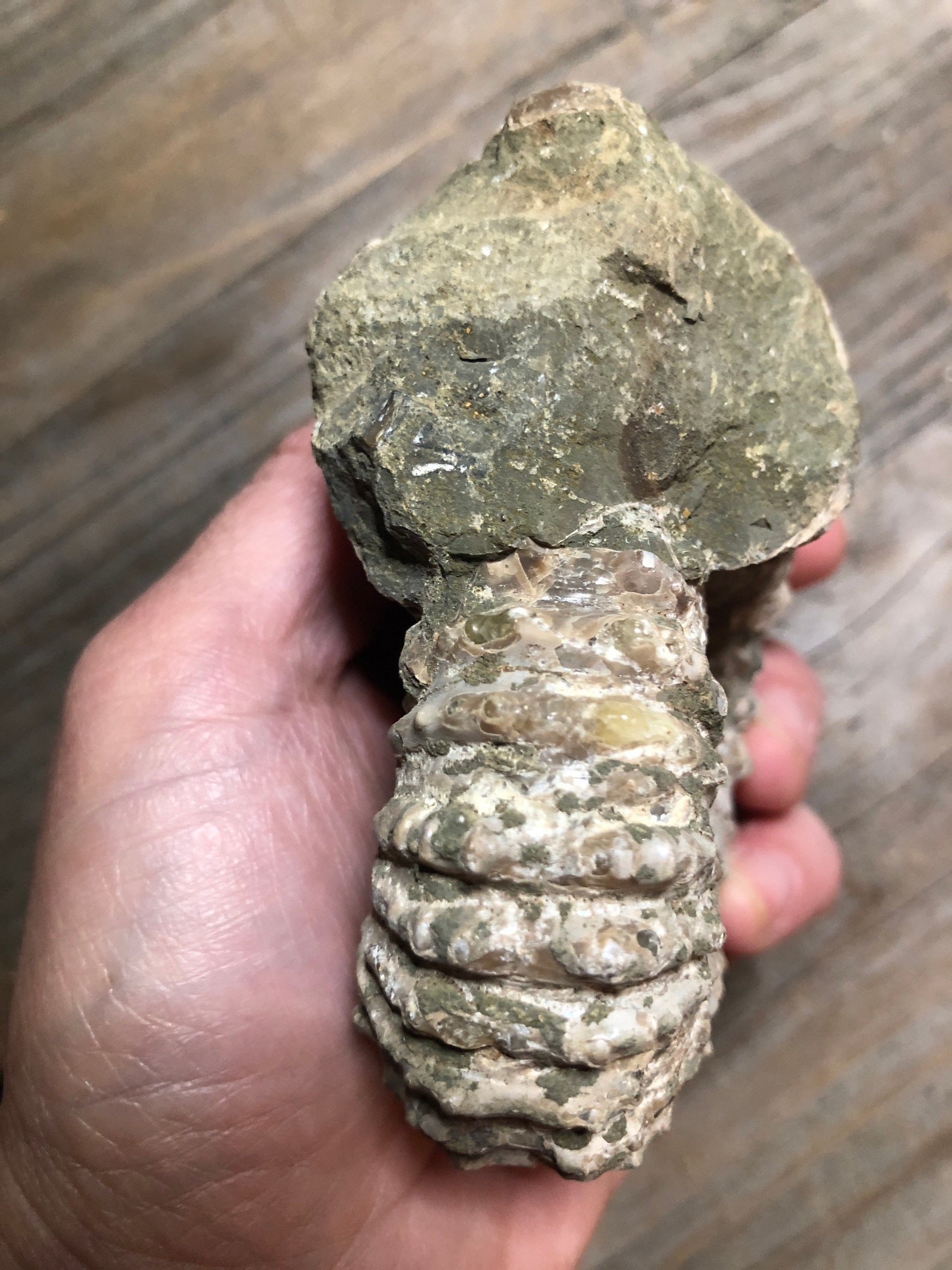 Large Douvilleiceras Ammonite Fossils Rare Ram Horn Goat | Etsy