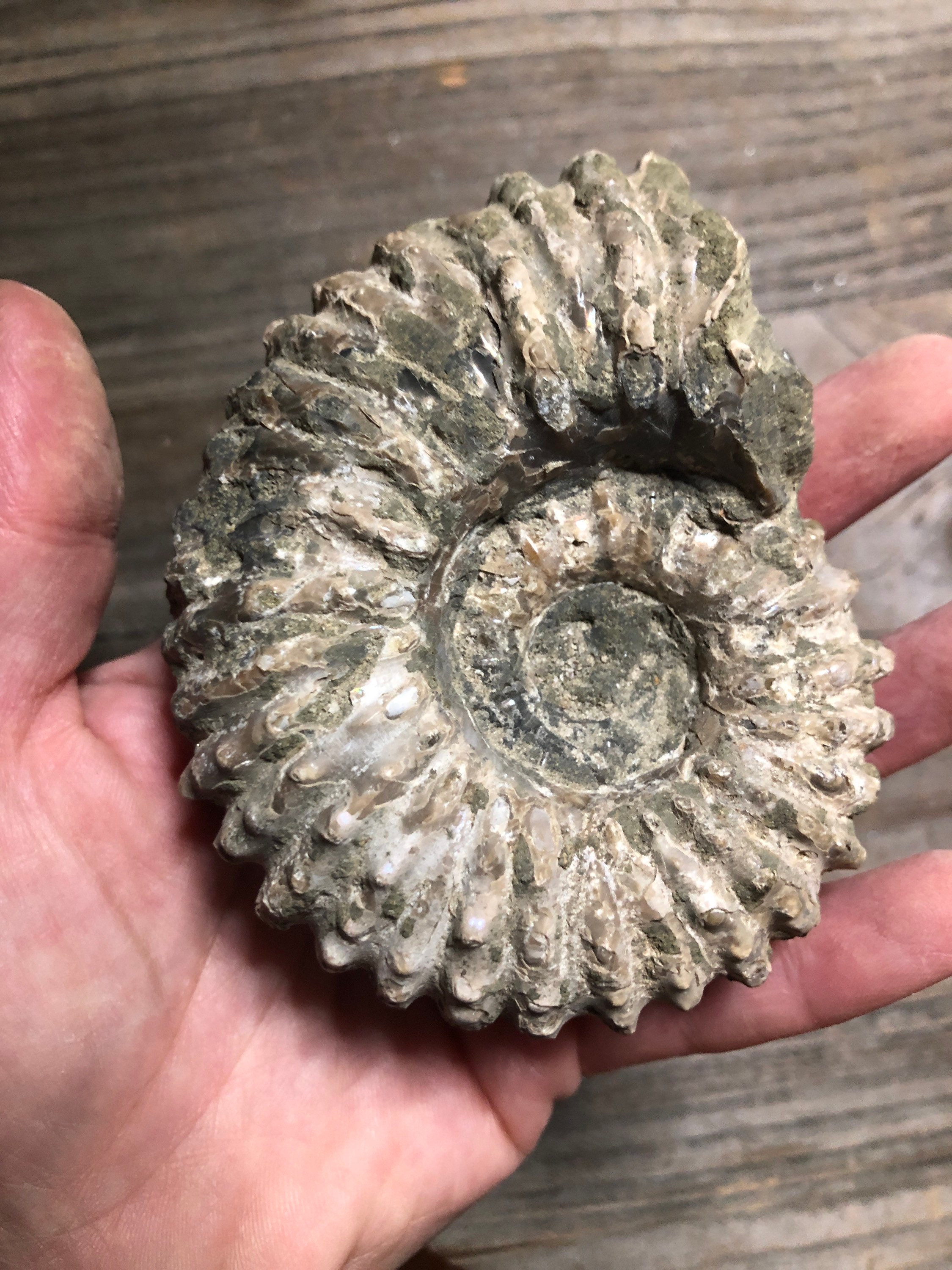 Large Douvilleiceras Ammonite Fossils Rare Ram Horn Goat | Etsy