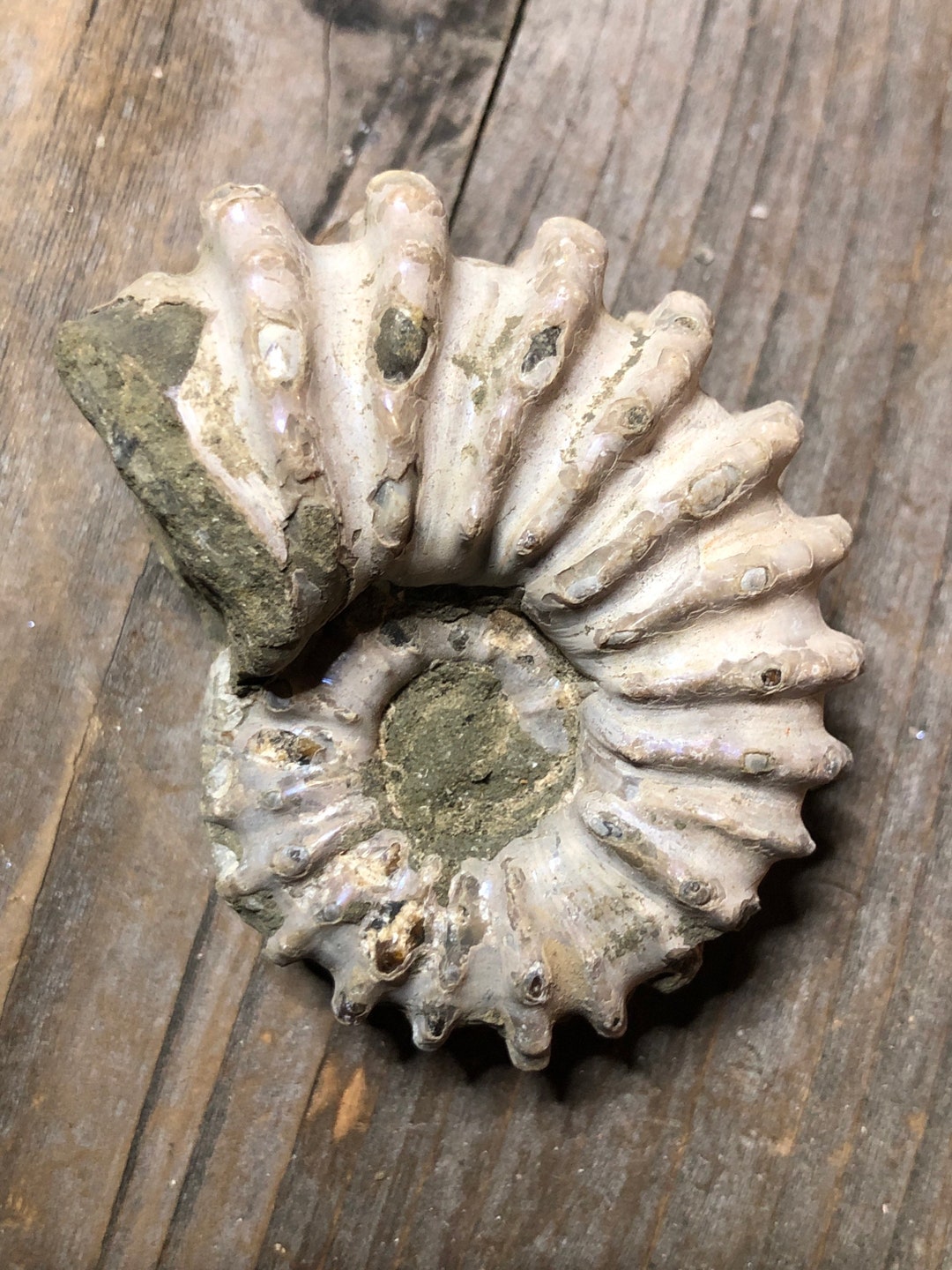 Large Douvilleiceras Ammonite Fossils Rare Ram Horn Goat - Etsy