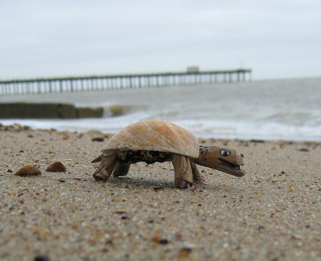 Sea Shell Tortoise-amazing Textures-mermaid Decor ,felixstowe Beach ...