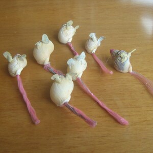 Seashell Mouse Family -felixstowe Beach Origins-positive Vibes! - Etsy