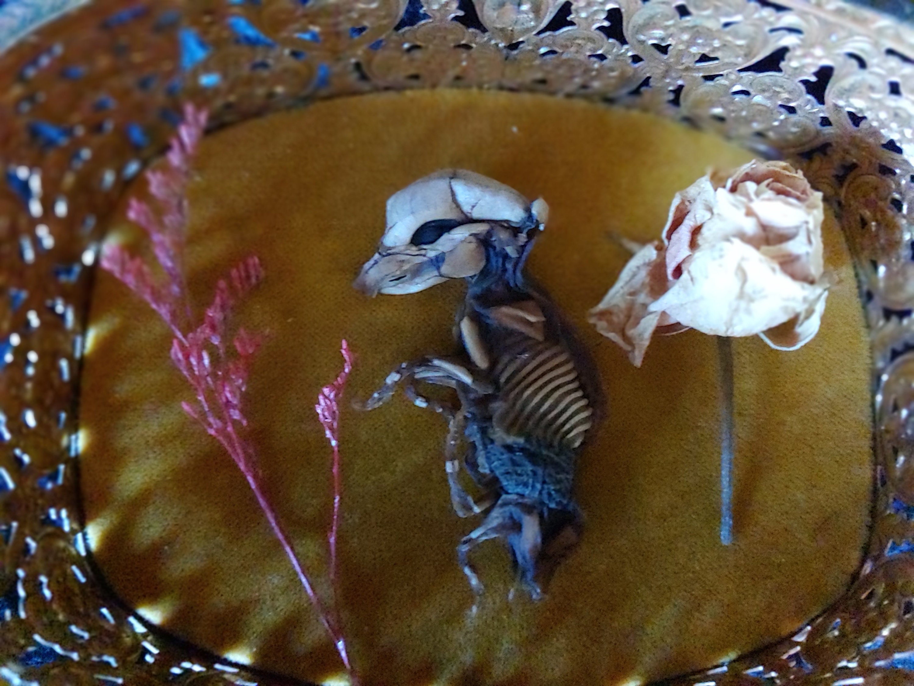 Mummified Animal Pig Fetus in a Vintage Jewelry Box Oddities - Etsy