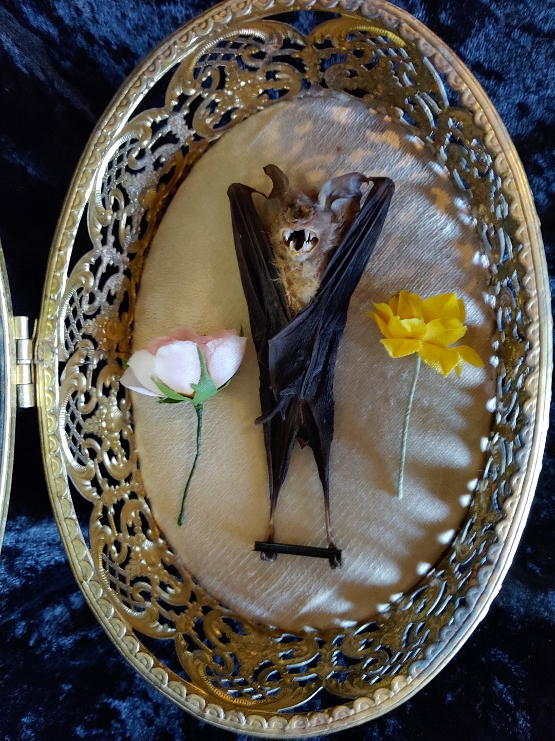 Real Mummified Taxidermy Bat Mounted in a Vintage Jewelry Box - Etsy