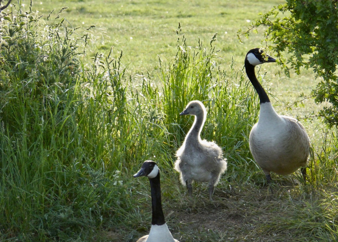 Card Sale - Canada Goose Geese Greeting Card - Etsy