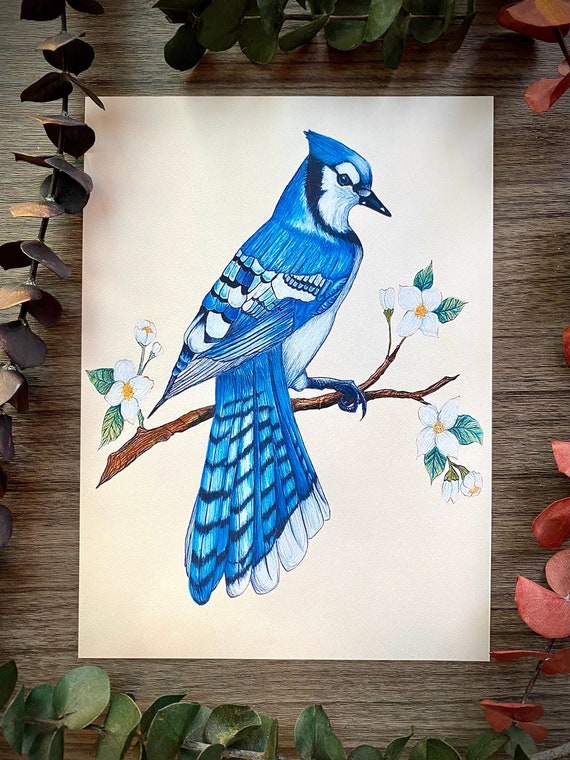 Blue Jay Art Blue Jay Print Blue Bird Art Bird Art Print | Etsy