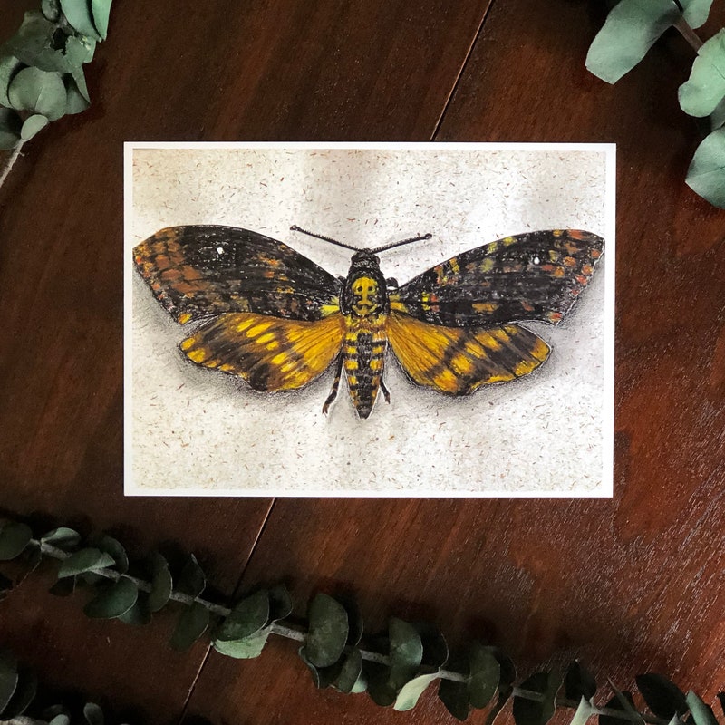 Death Head Moth - Etsy