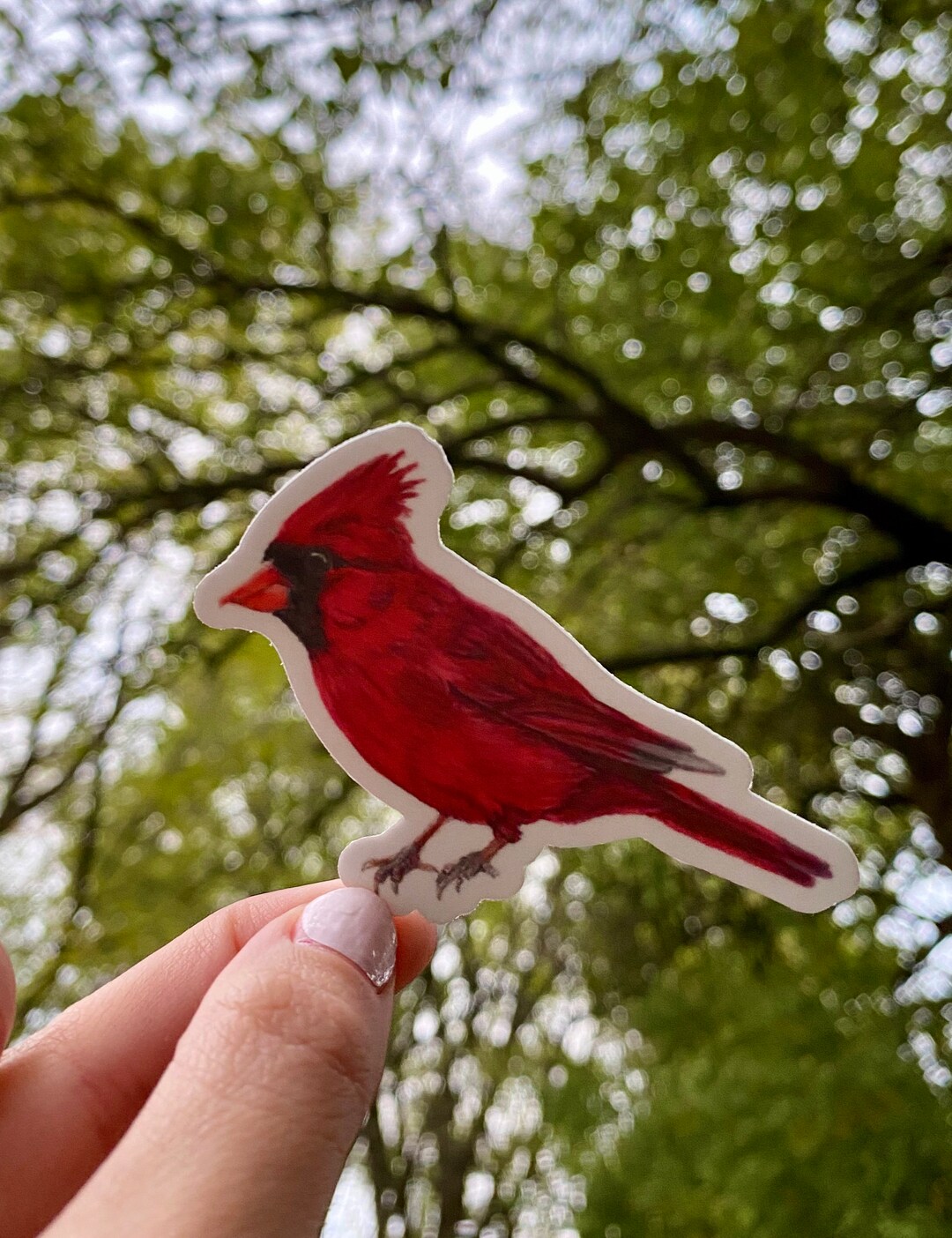 Cardinal Gift, Cardinal Sticker, Bird Sticker for Laptop, for Water ...