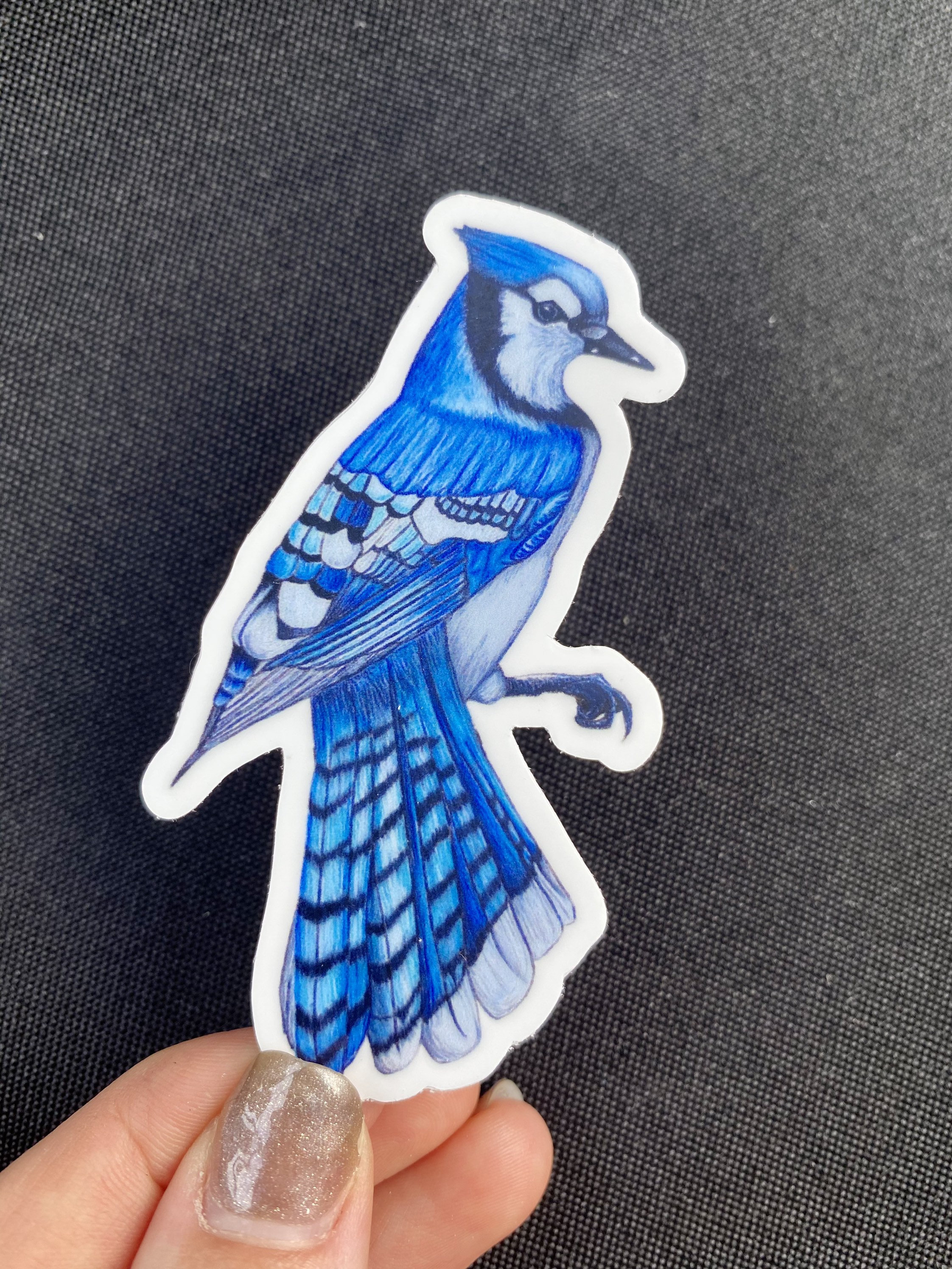 Blue Jay Sticker Art Vinyl Waterproof Sticker Bird | Etsy