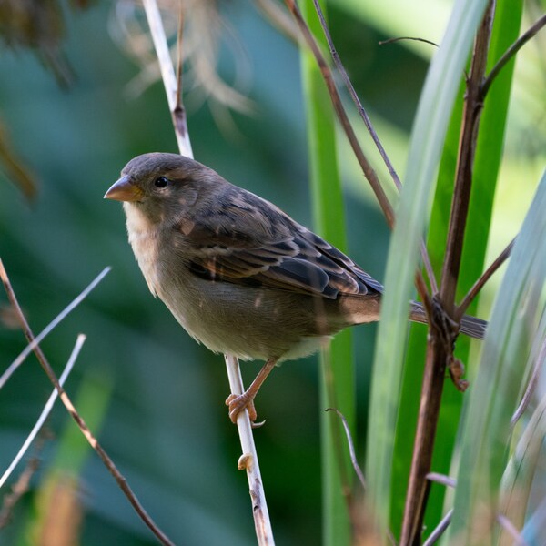 Sparrow Photography - Etsy