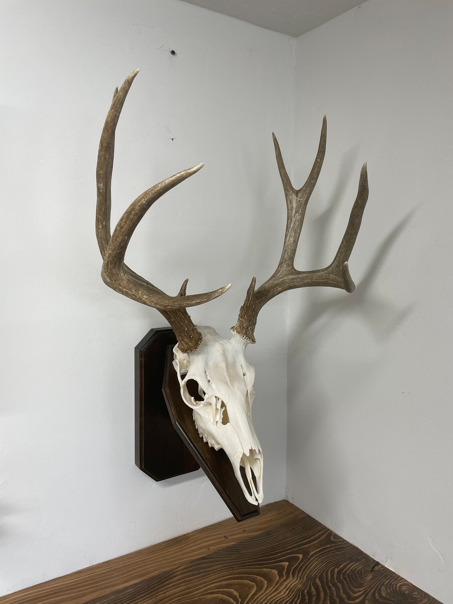 Euro Mount Plaque - Etsy