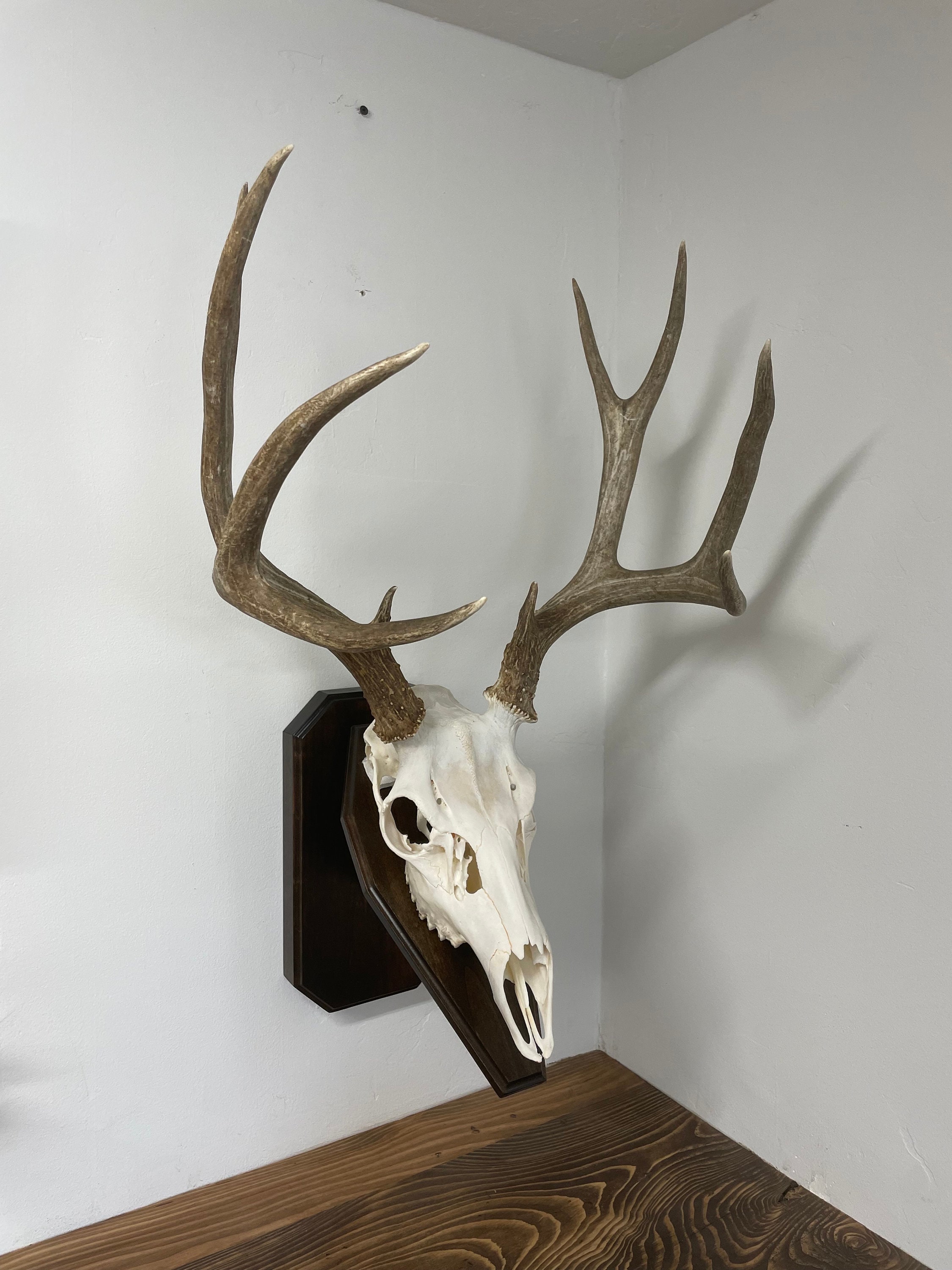 Euro Mount Plaque - Etsy