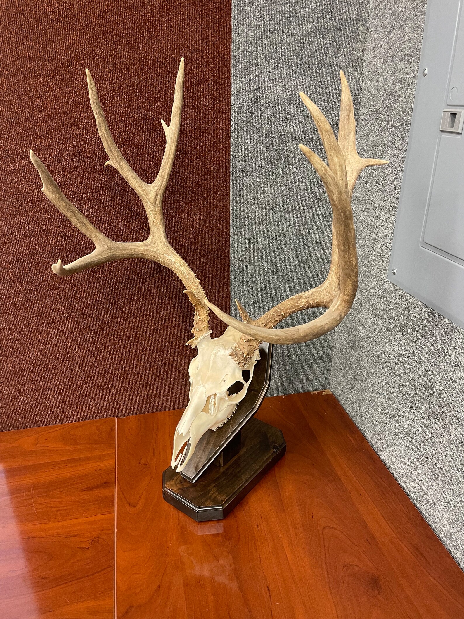 Euro Mount Plaque - Etsy