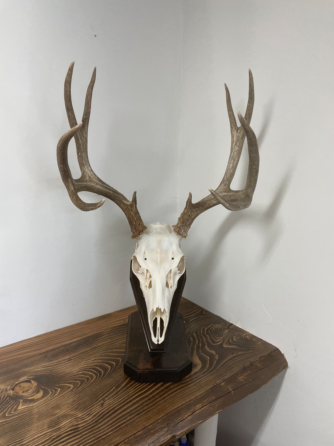 Euro Mount Plaque - Etsy