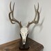 Euro Mount Plaque - Etsy
