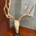 Euro Mount Plaque - Etsy