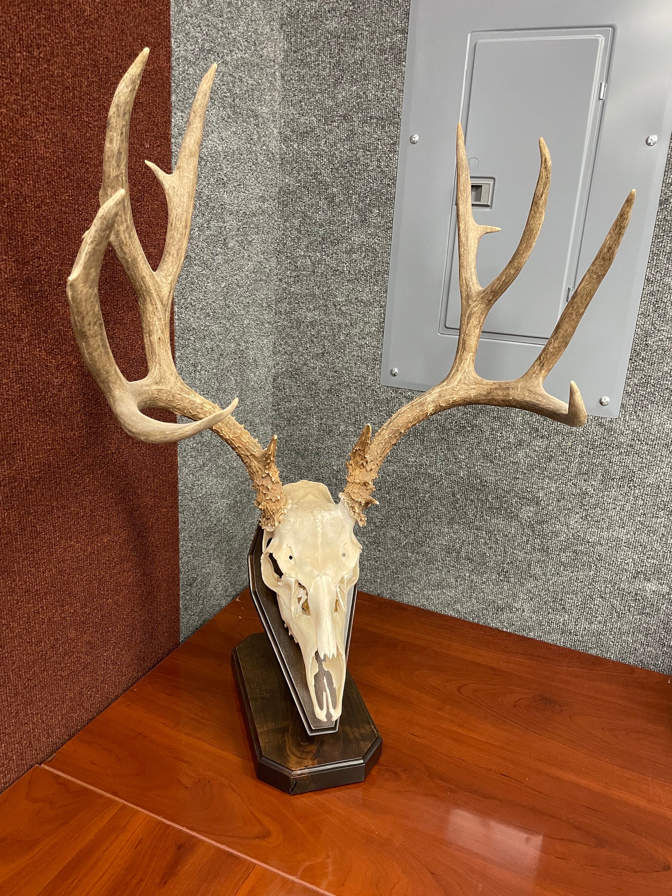 Euro Mount Plaque - Etsy